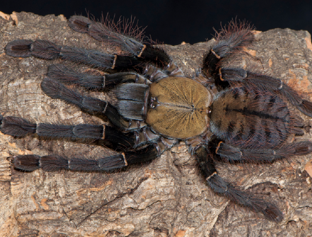 Omothymus schioedtei (1.5cm) - Malaysian Earth Tiger