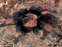 Brachypelma emilia Dorosła Samica - Mexican Redleg
